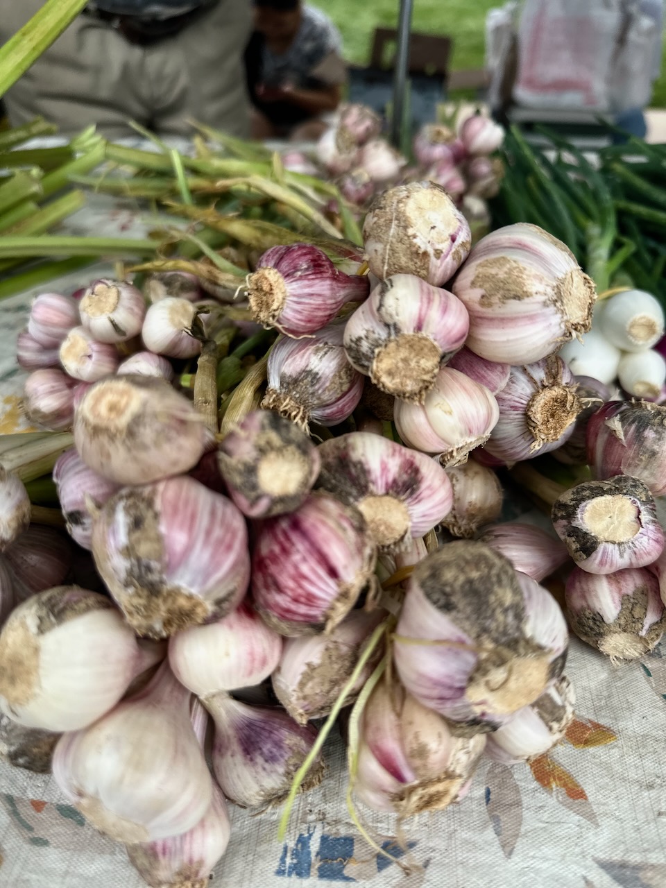 Garlic Season - Edible Nashville