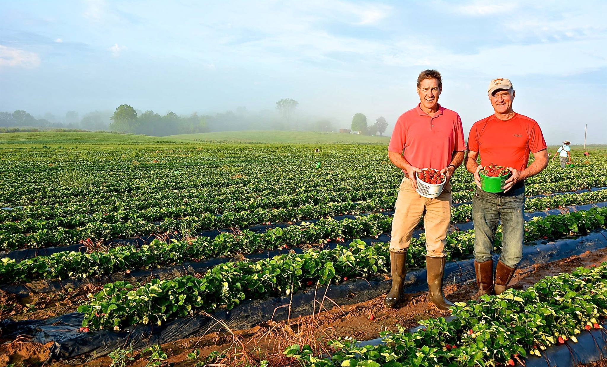 U-Pick at Kelly's Berry Farm - Edible Nashville