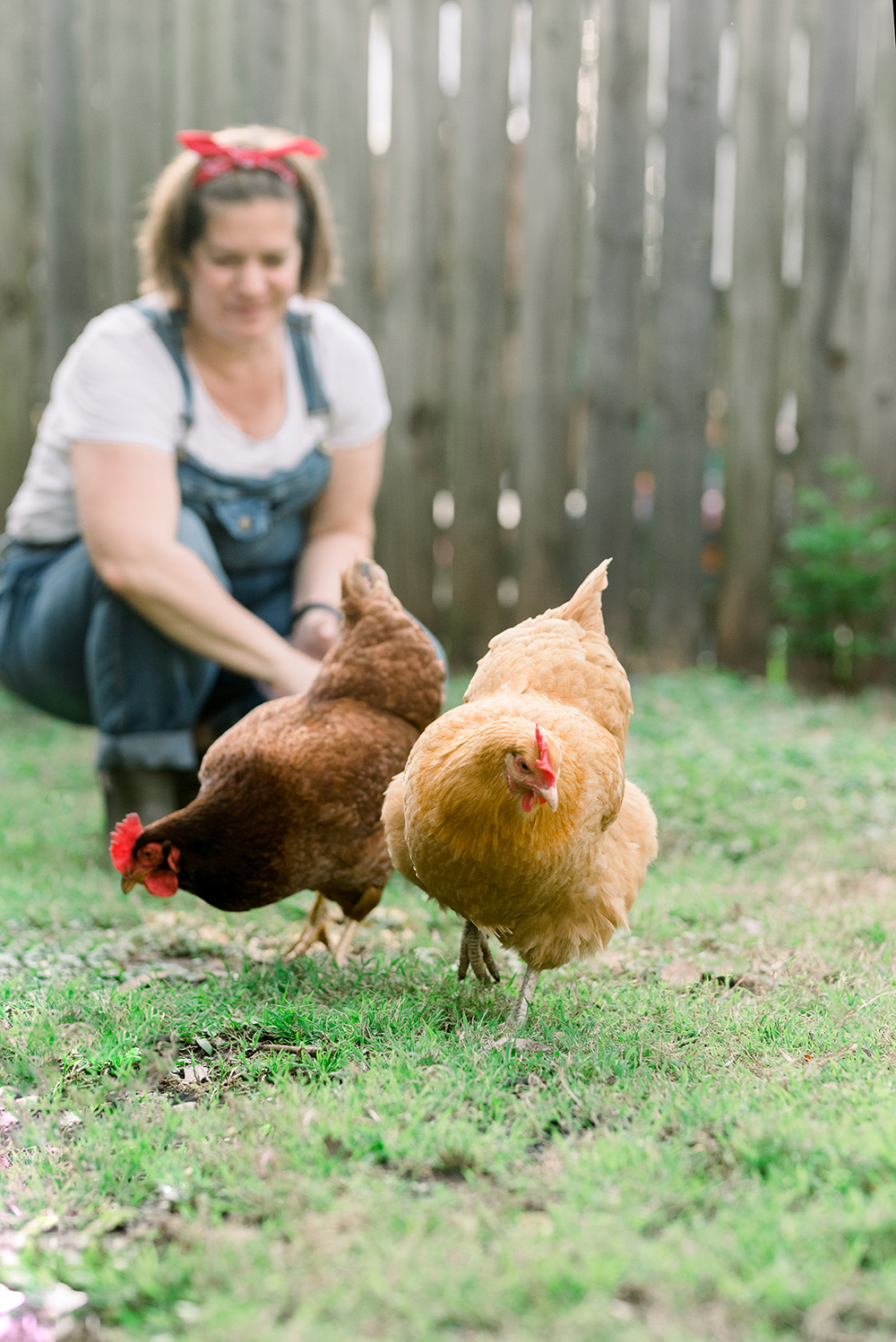 Backyard Chickens for You? - Edible Nashville