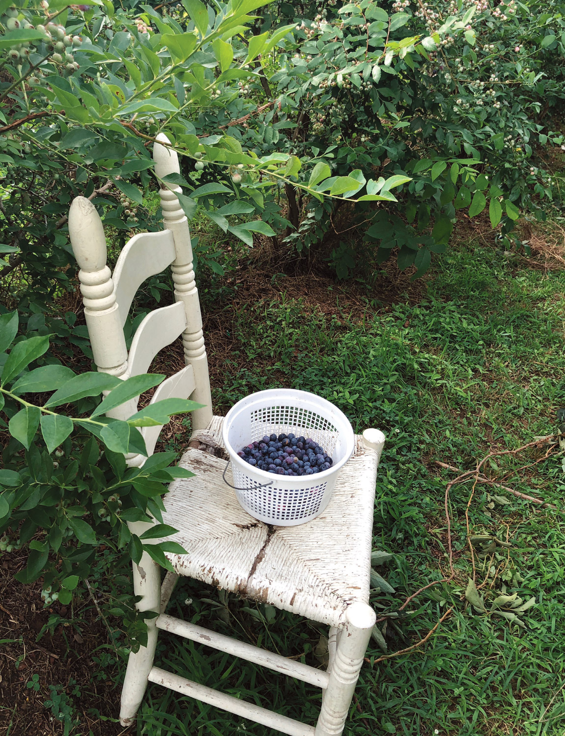 Blue Honey U-Pick Blueberry Farm - Edible Nashville