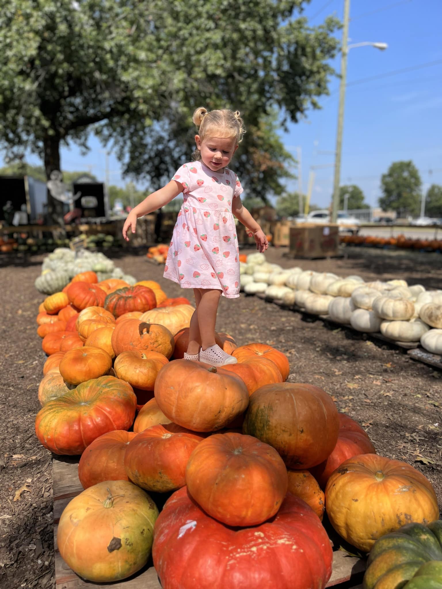 15+ Must-Visit Pumpkin Patches & Farms Near Nashville (2025)