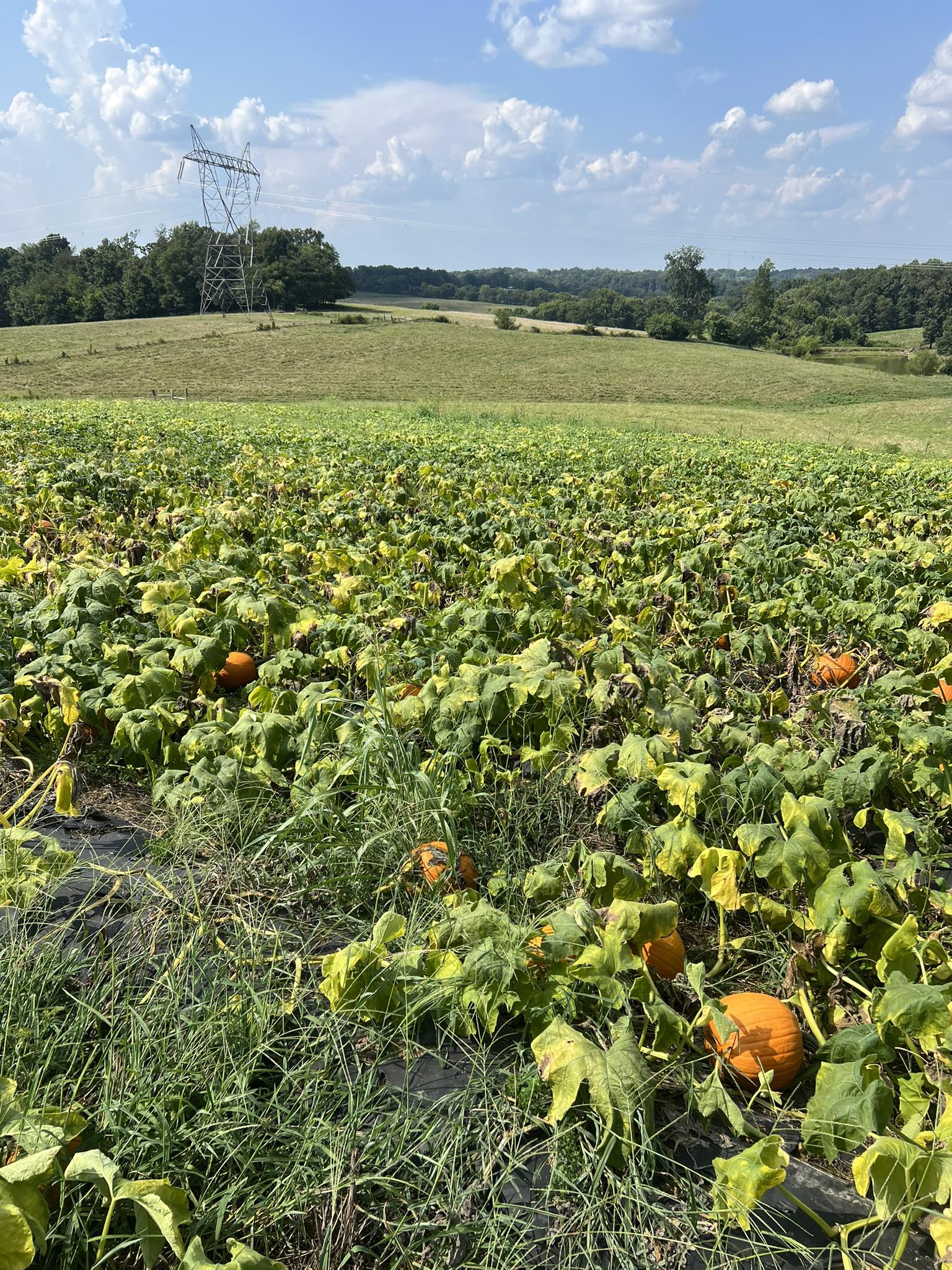15+ Must-Visit Pumpkin Patches & Farms Near Nashville (2025)